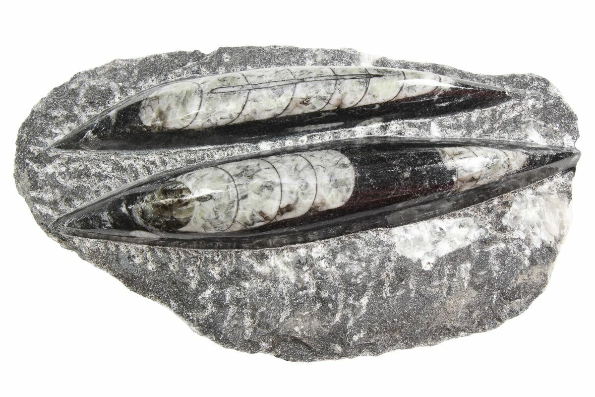 5.4" Polished Fossil Orthoceras Plate - Morocco (#254497) For Sale - FossilEra.com