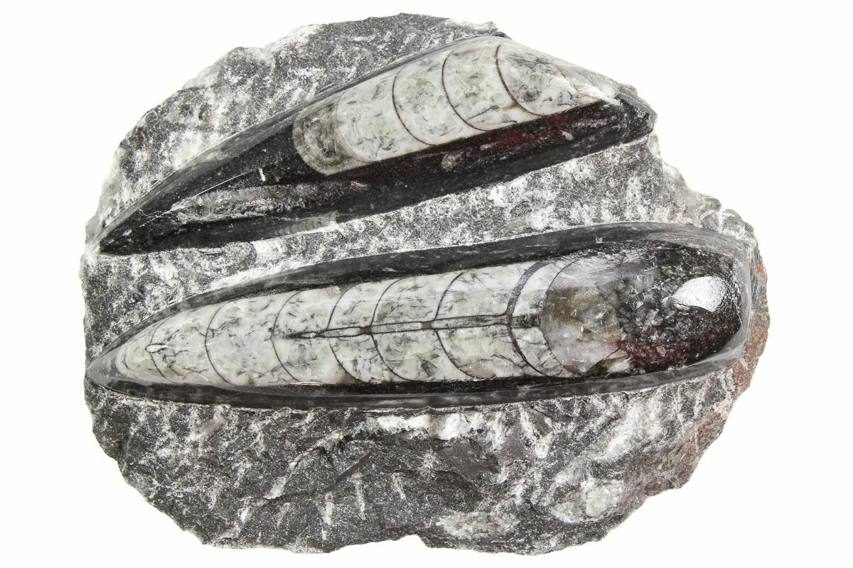 5" Polished Fossil Orthoceras Plate - Morocco (#254505) For Sale - FossilEra.com