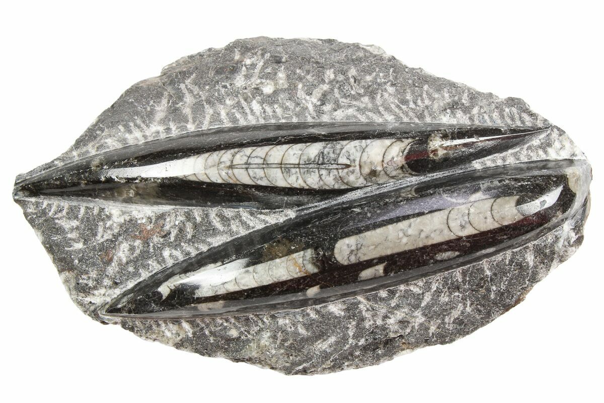 6.5" Polished Fossil Orthoceras Plate - Morocco (#254519) For Sale - FossilEra.com