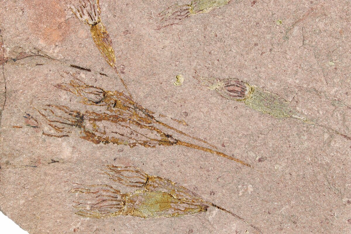 7.2" Eocrinoid (Ascocystites) Mortality Plate - Ordovician (#254468 ...