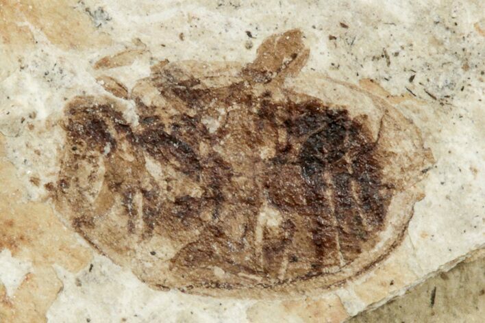 .24" Fossil Diving Beetle (Dytiscidae) - France (#254527) For Sale ...