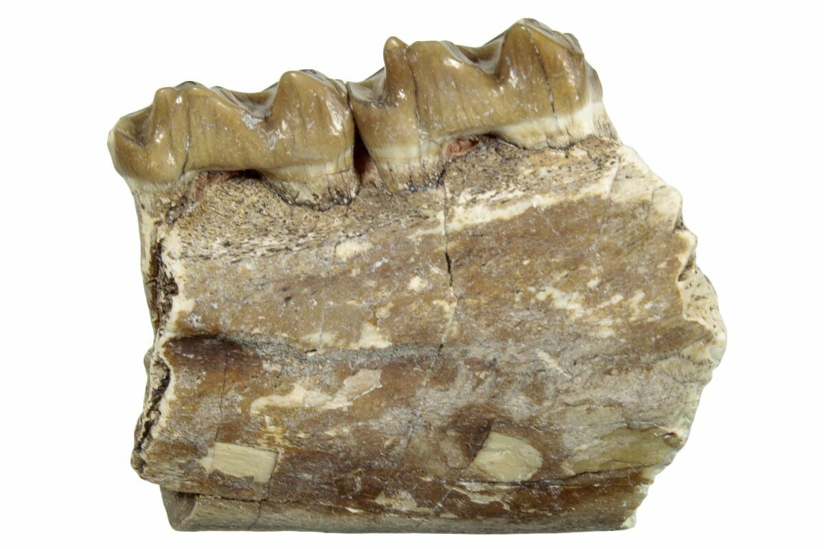 1.2" Fossil Horse (Mesohippus) Jaw Section - South Dakota (#254964) For ...