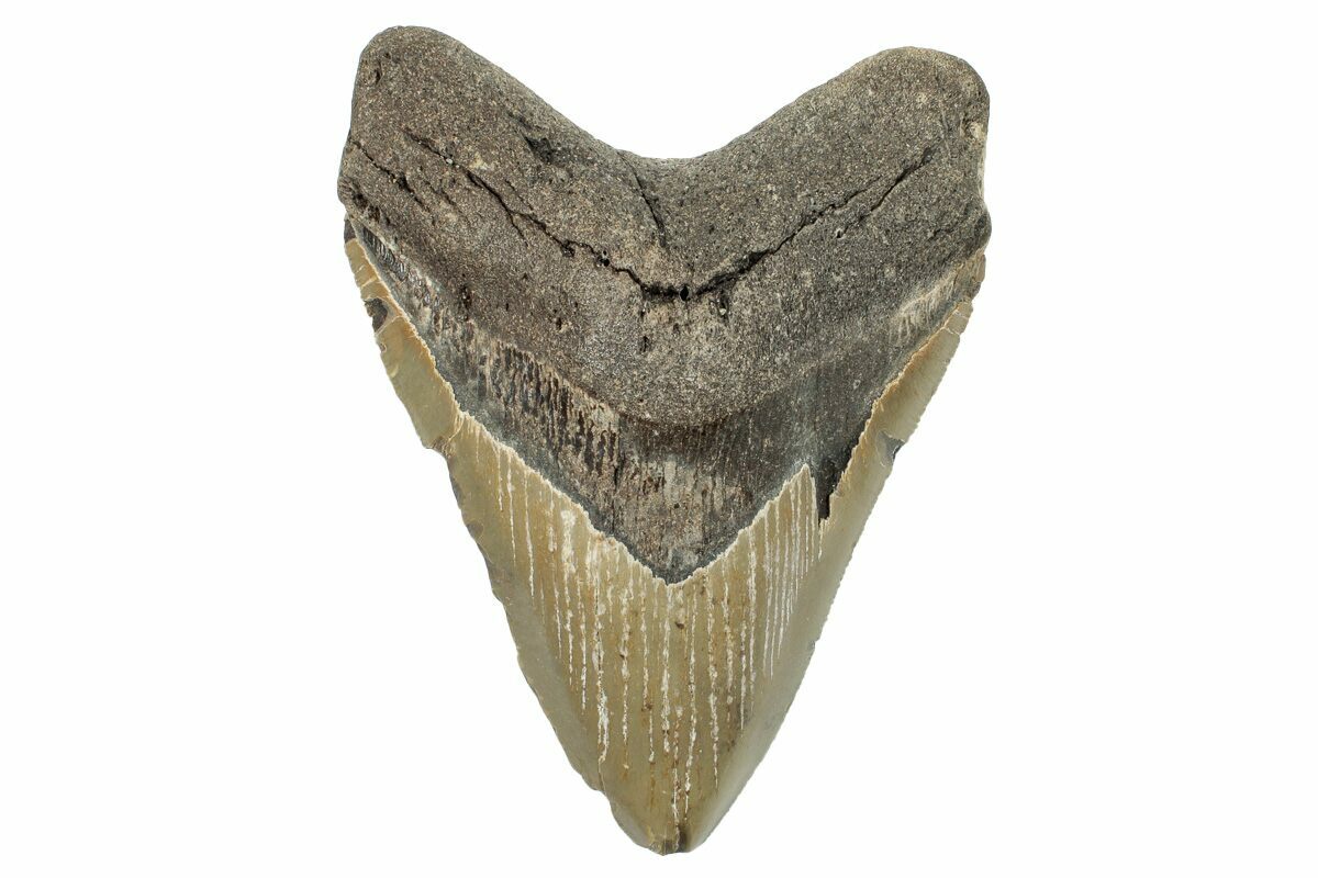 Serrated, 5.28" Fossil Megalodon Tooth - North Carolina (#255390) For ...