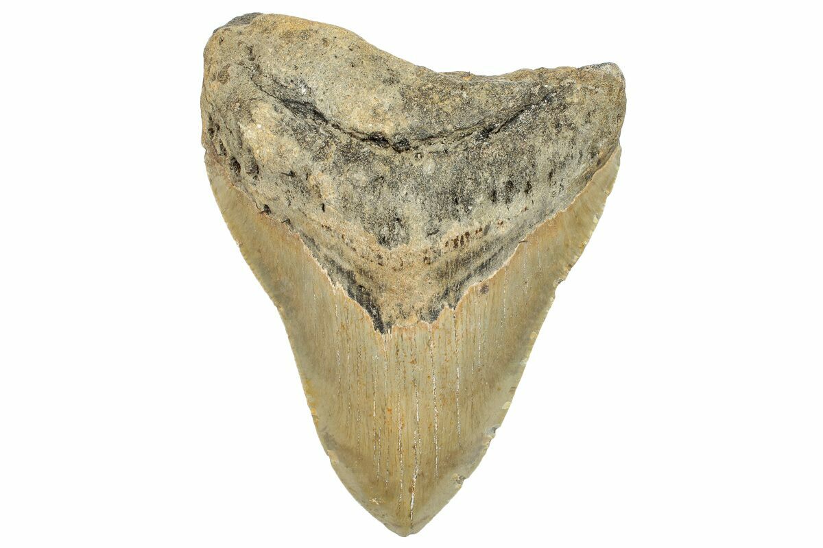 Serrated, 5.10" Fossil Megalodon Tooth - North Carolina (#255399) For ...