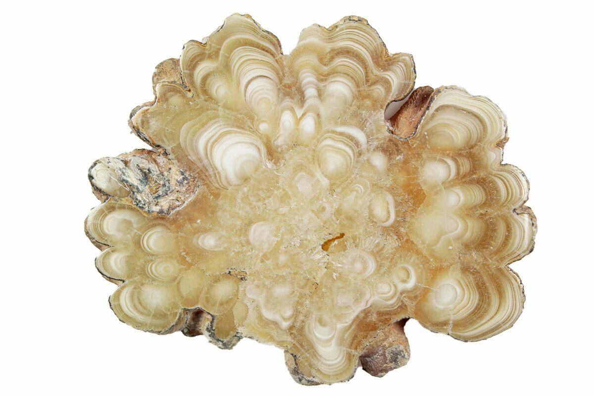 2.6" Polished Aragonite Stalactite Slice - Morocco (#255320) For Sale ...