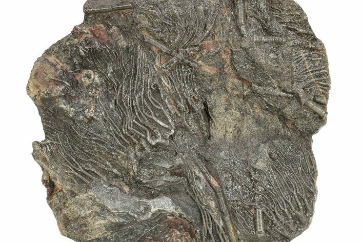 7.5" Silurian Fossil Crinoid (Scyphocrinites) Plate - Morocco (#255686 ...