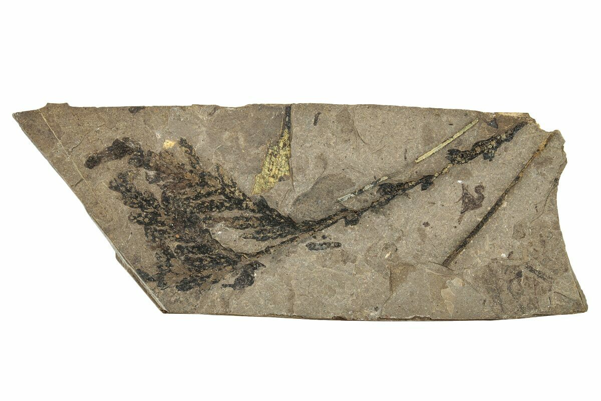 2.65" Conifer (Thuja?) Fossil - McAbee, BC (#255582) For Sale ...
