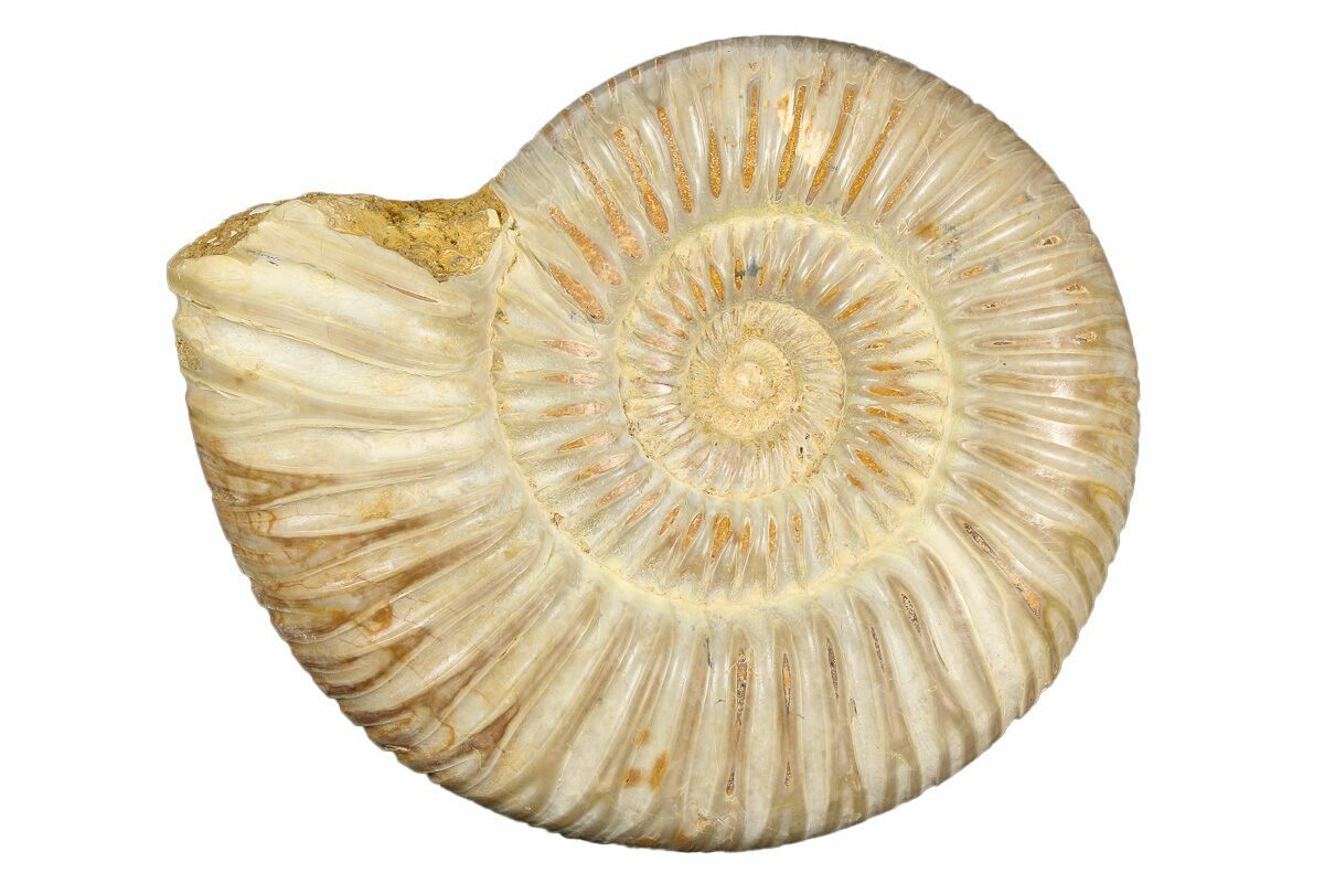 3.45" Polished Jurassic Ammonite (Perisphinctes) - Madagascar (#255993 ...