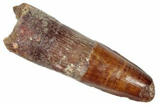 Real Spinosaurus Tooth Necklace - Dinosaur Tooth (#96072) For Sale ...