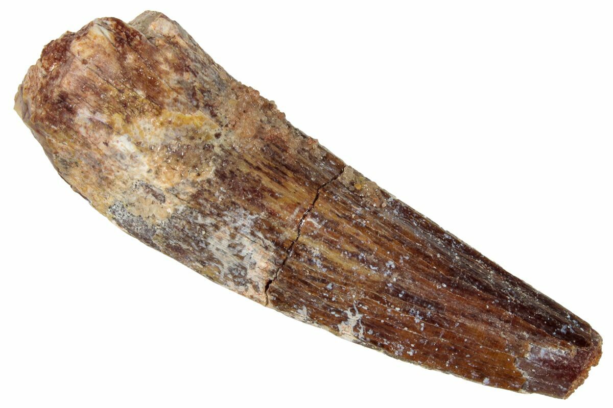 1.91" Fossil Spinosaurus Tooth - Real Dinosaur Tooth (#253533) For Sale ...
