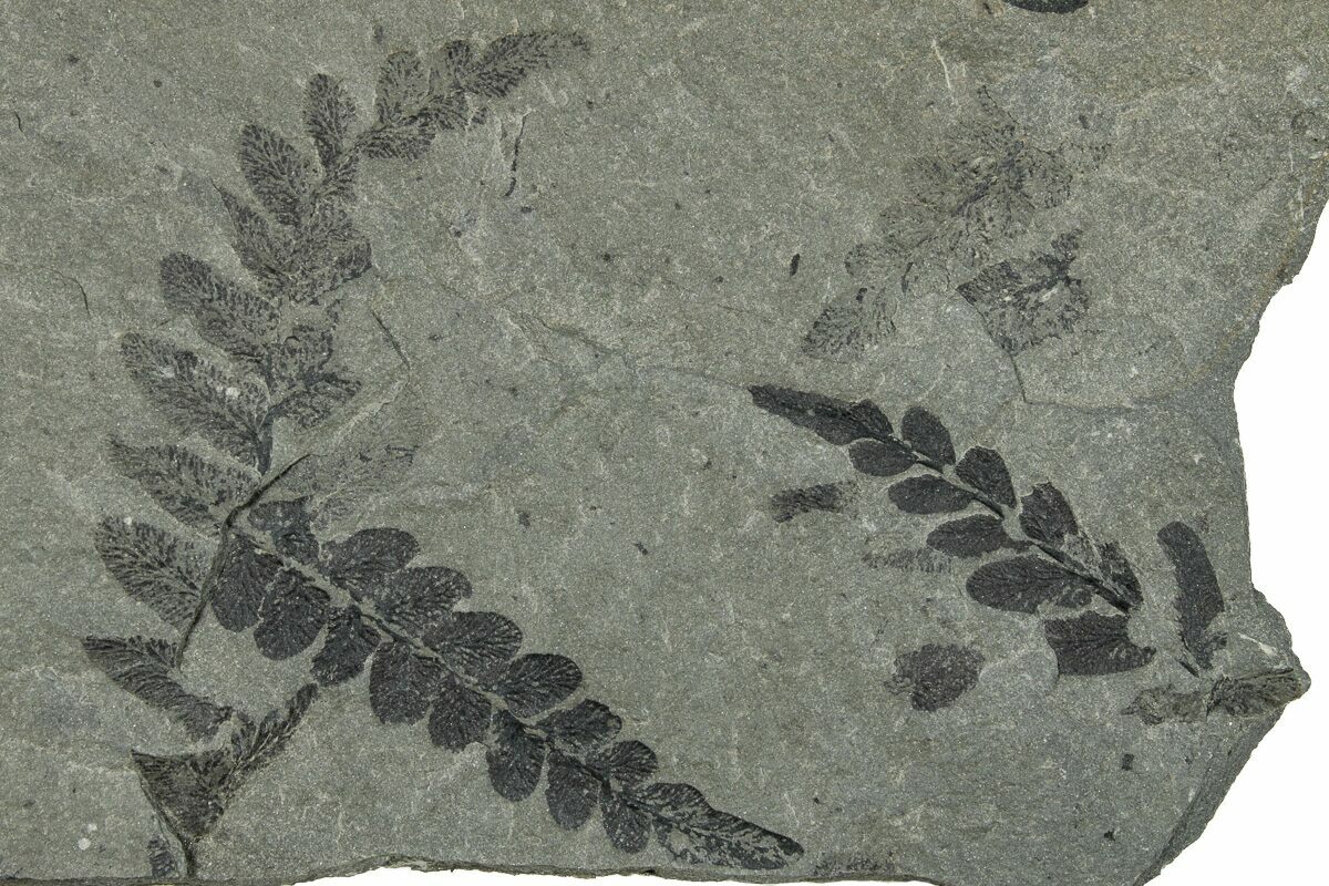 4" Pennsylvanian Fern (Neuropteris) Fossil - Kentucky (#255677) For ...