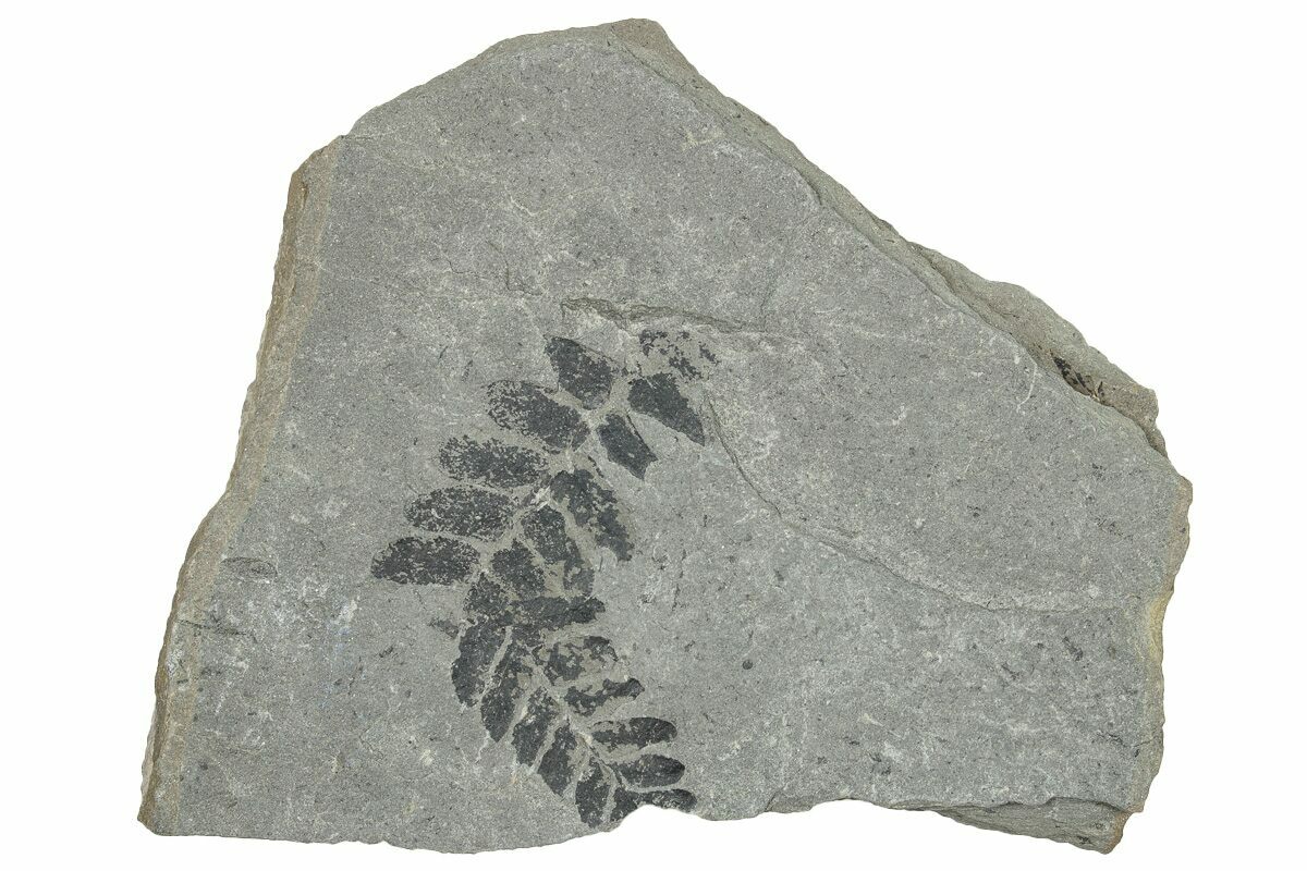 3.5" Pennsylvanian Fern (Neuropteris) Fossil - Kentucky (#255684) For ...