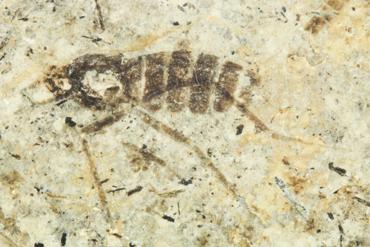 .30" Detailed Fossil Marsh Fly (Tetanocera) - Cereste, France (#256078 ...