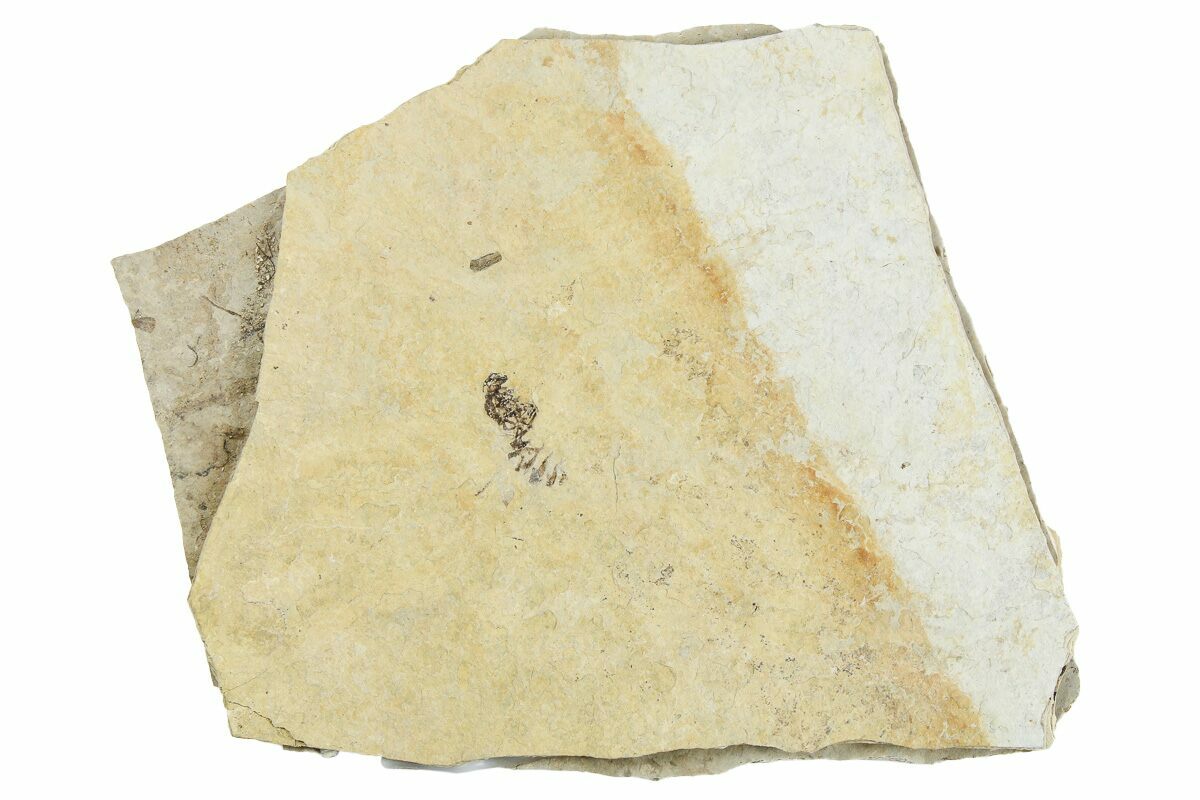 .57" Fossil Insect (Hymenoptera) - France (#256046) For Sale ...