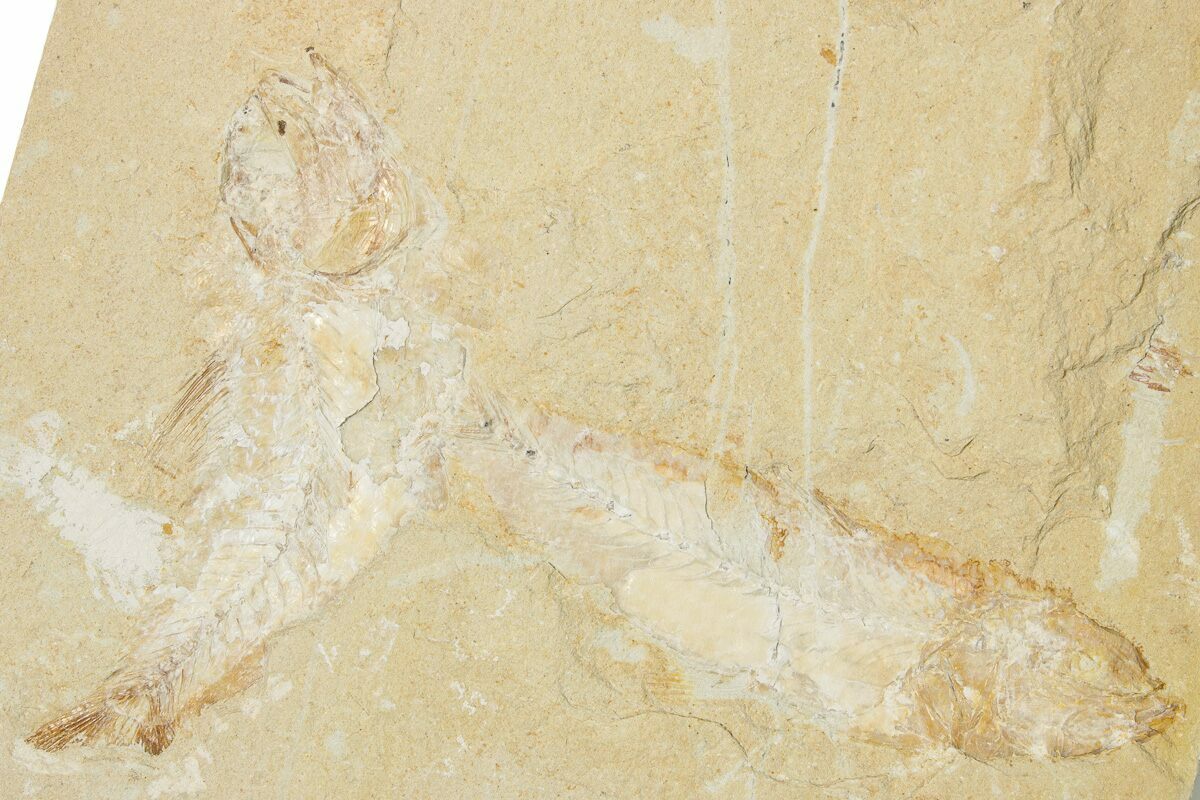 Two Cretaceous Fossil Fish - Lebanon (#256021) For Sale - FossilEra.com