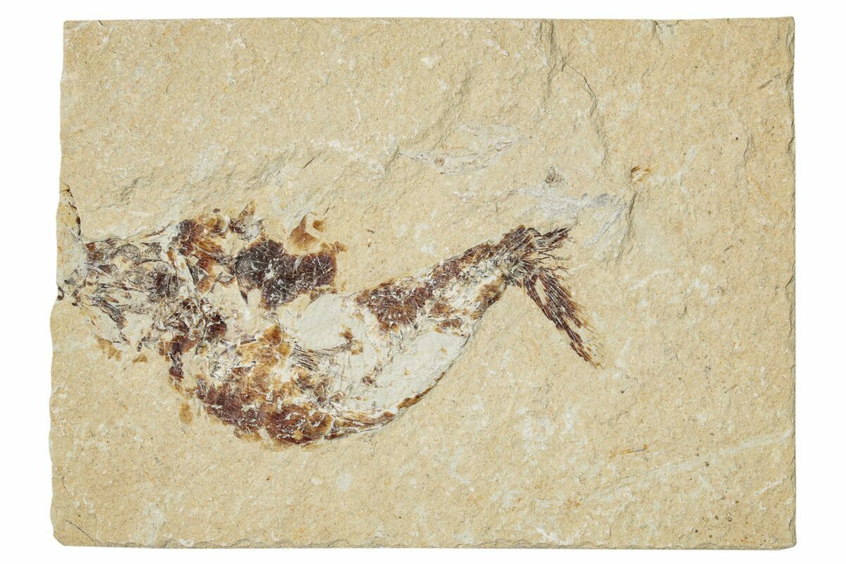 2.75" Cretaceous Fossil Fish - Lebanon (#256036) For Sale - FossilEra.com