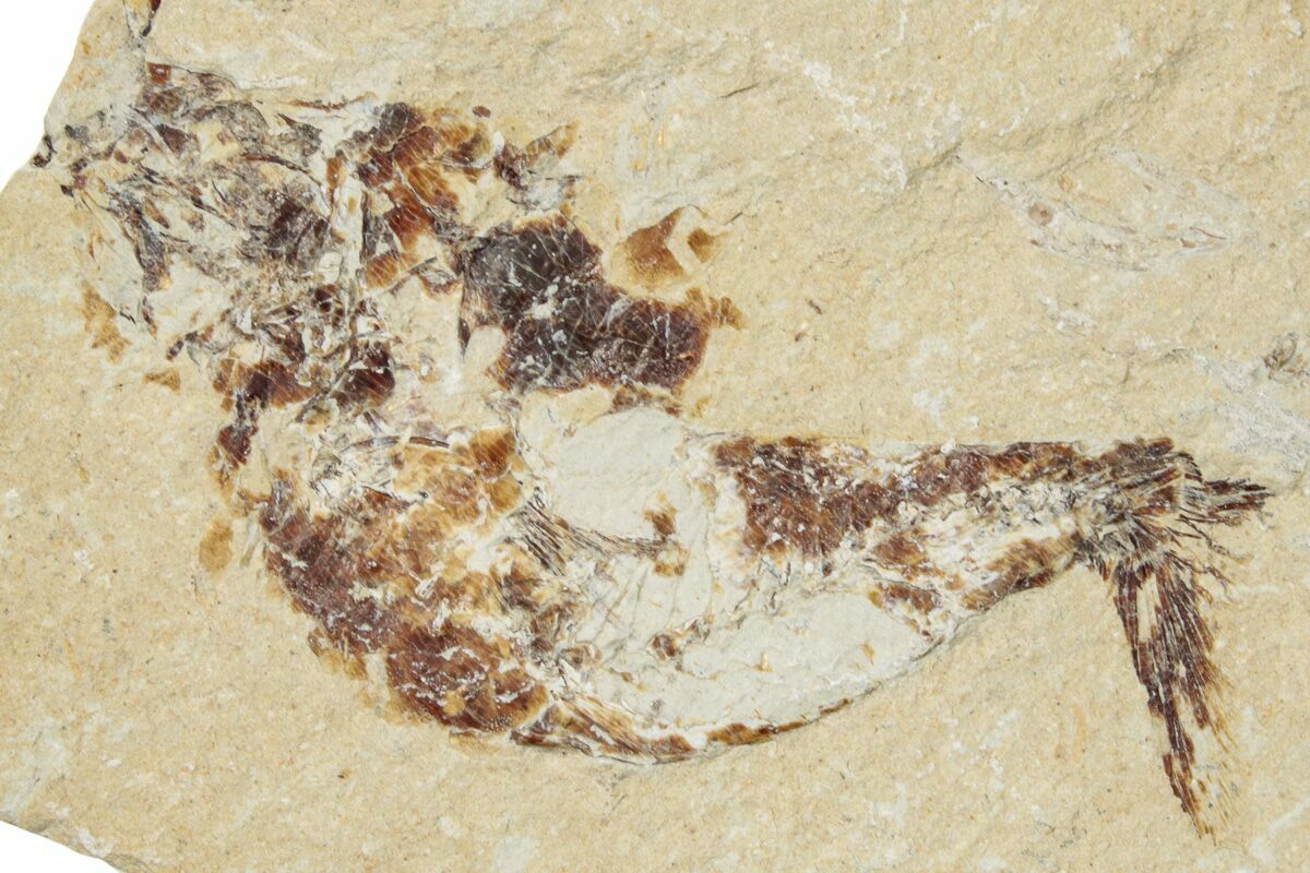 2.75" Cretaceous Fossil Fish - Lebanon (#256036) For Sale - FossilEra.com