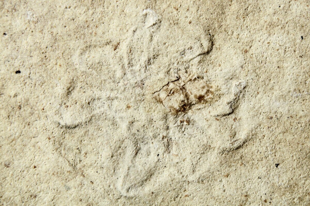 .27" Fossil Spider (Araneae) - Cereste, France (#256326) For Sale ...