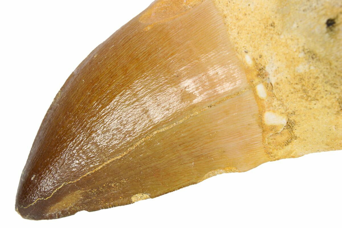 4.75" Fossil Rooted Mosasaur (Prognathodon) Tooth - Morocco (#174353 ...