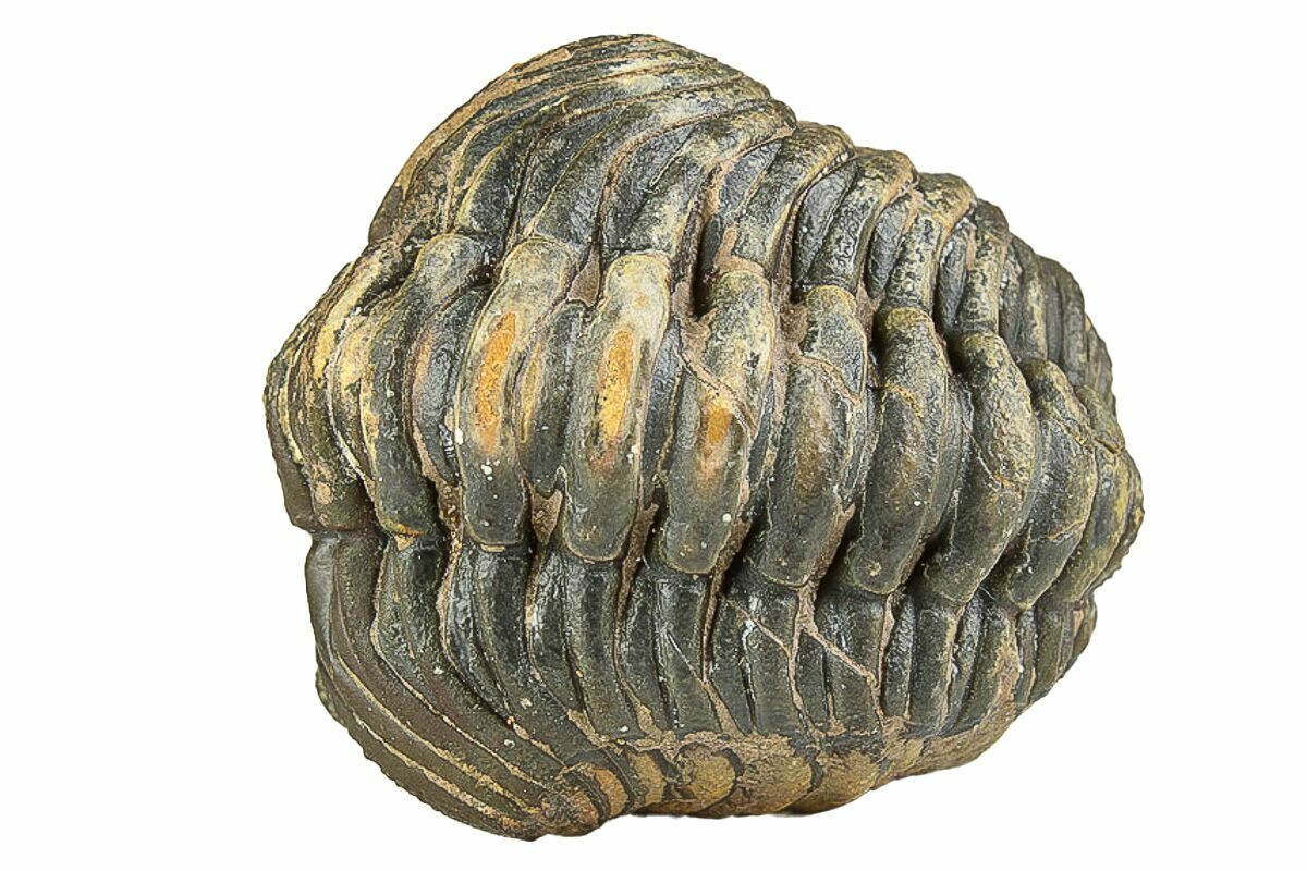 2" Long Curled Morocops Trilobite - Morocco (#252735) For Sale ...