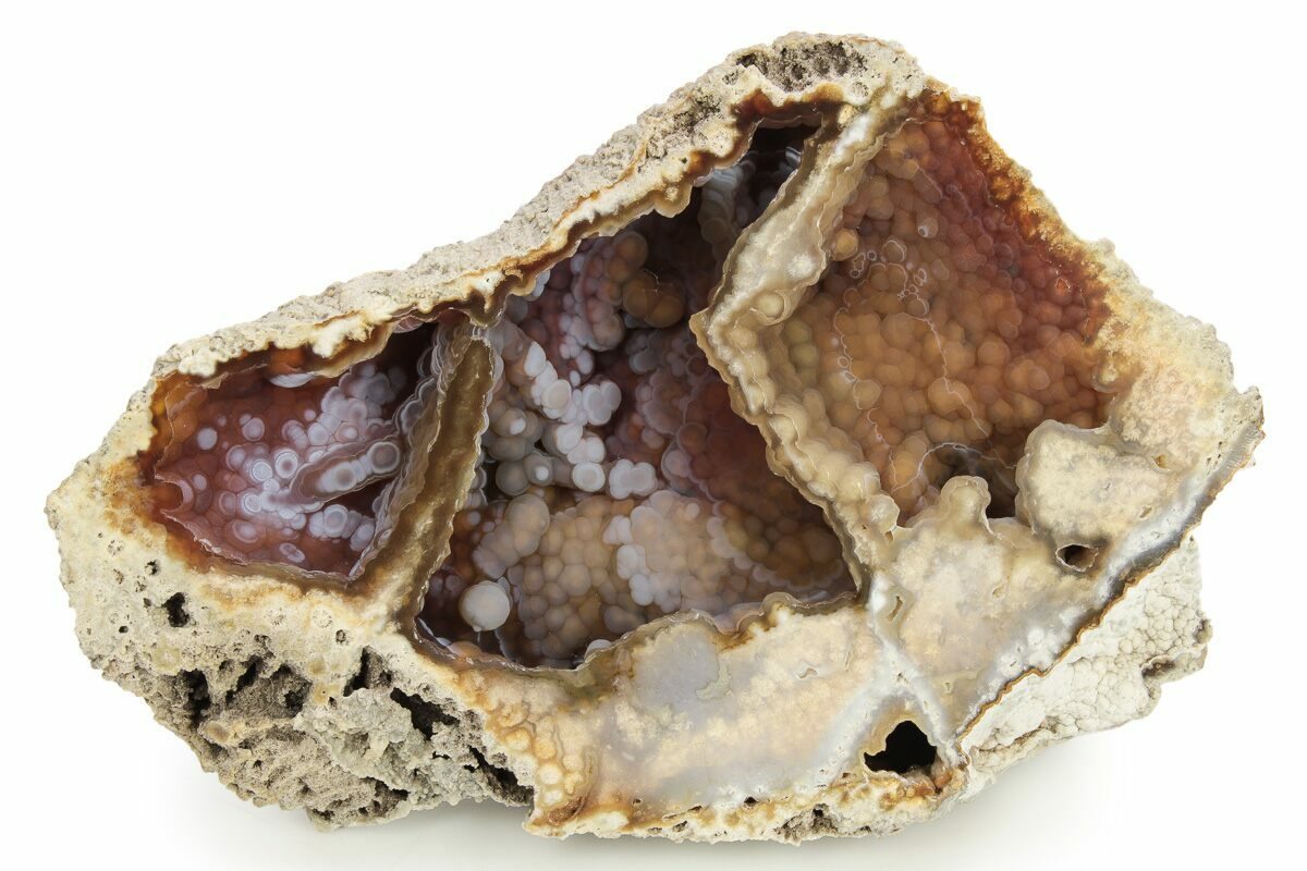 6.5" Agatized Fossil Coral Geode - Florida (#256507) For Sale ...