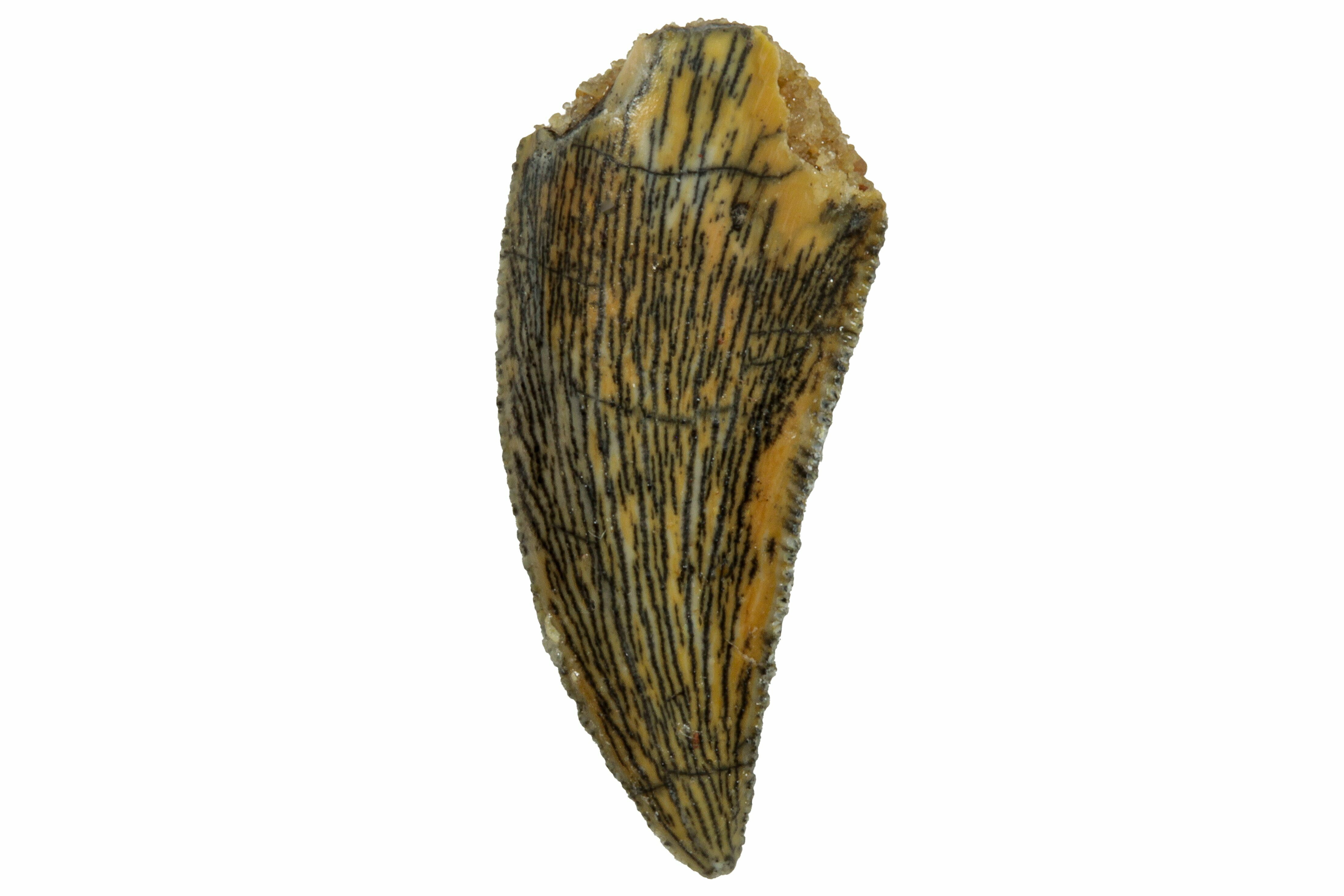 Serrated, .80" Raptor Tooth - Real Dinosaur Tooth (#255878) For Sale ...