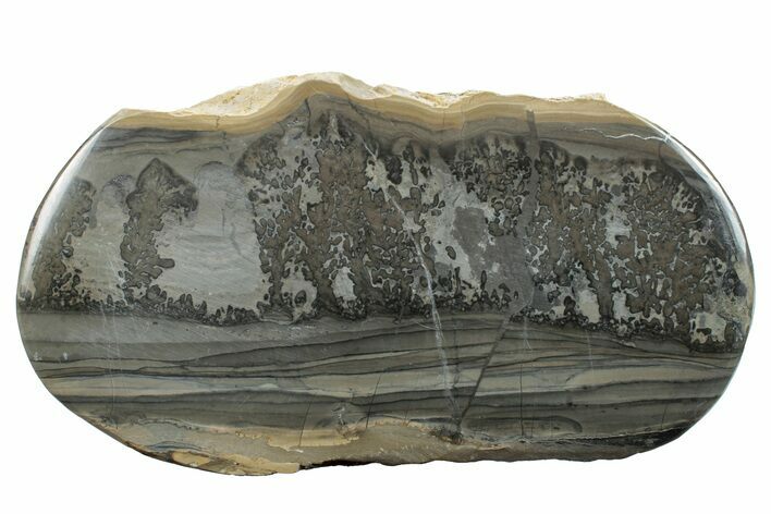 5.25" Triassic Aged Stromatolite Fossil - England (#256792) For Sale ...
