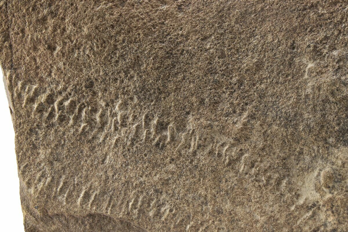 3.7" Cruziana (Fossil Trilobite Trackway) - Morocco (#256840) For Sale - FossilEra.com