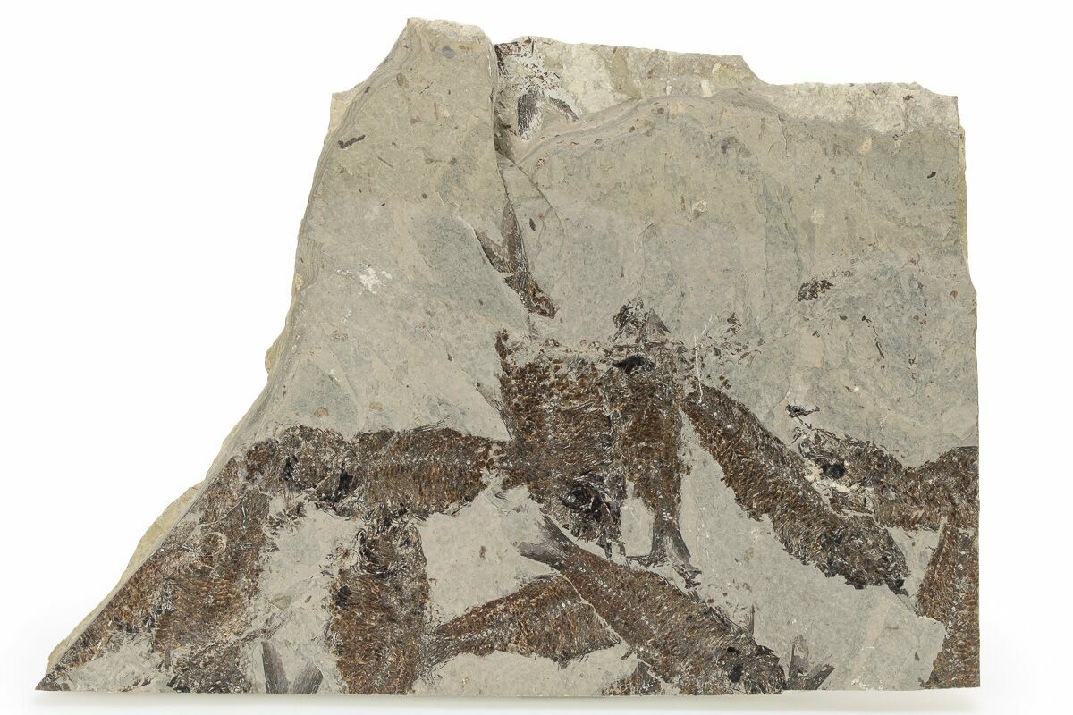 12.2" Unprepped Fossil Fish (Knightia) Mortality Plate - Wyoming ...