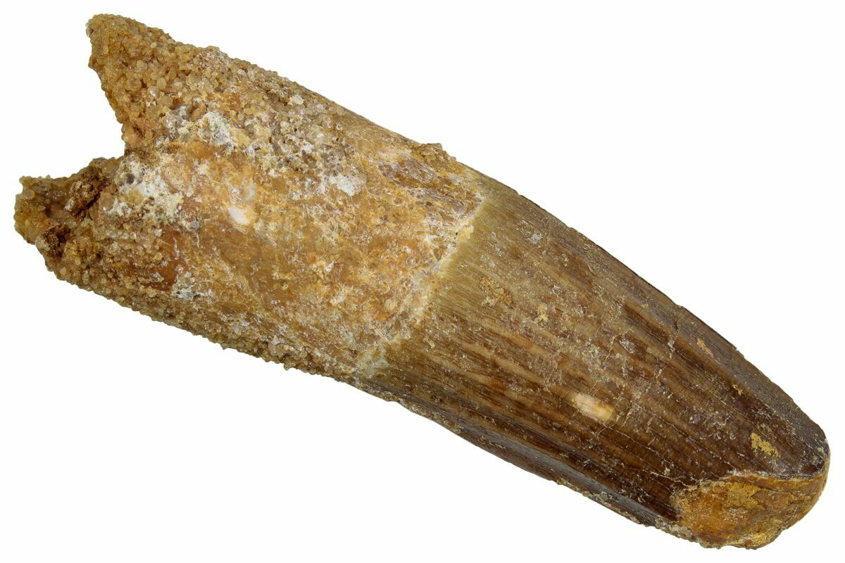 2.33" Fossil Spinosaurus Tooth - Real Dinosaur Tooth (#257453) For Sale ...
