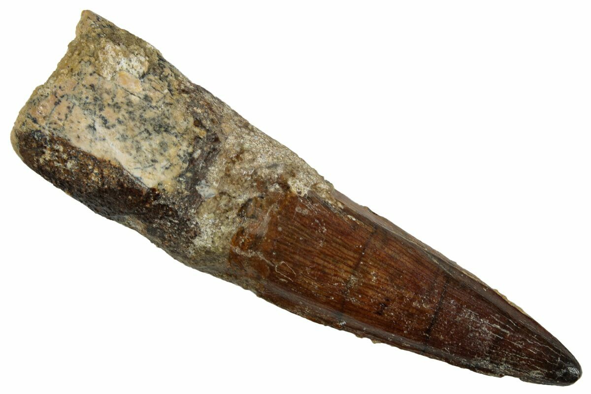 2.68" Fossil Spinosaurus Tooth - Real Dinosaur Tooth (#257456) For Sale ...