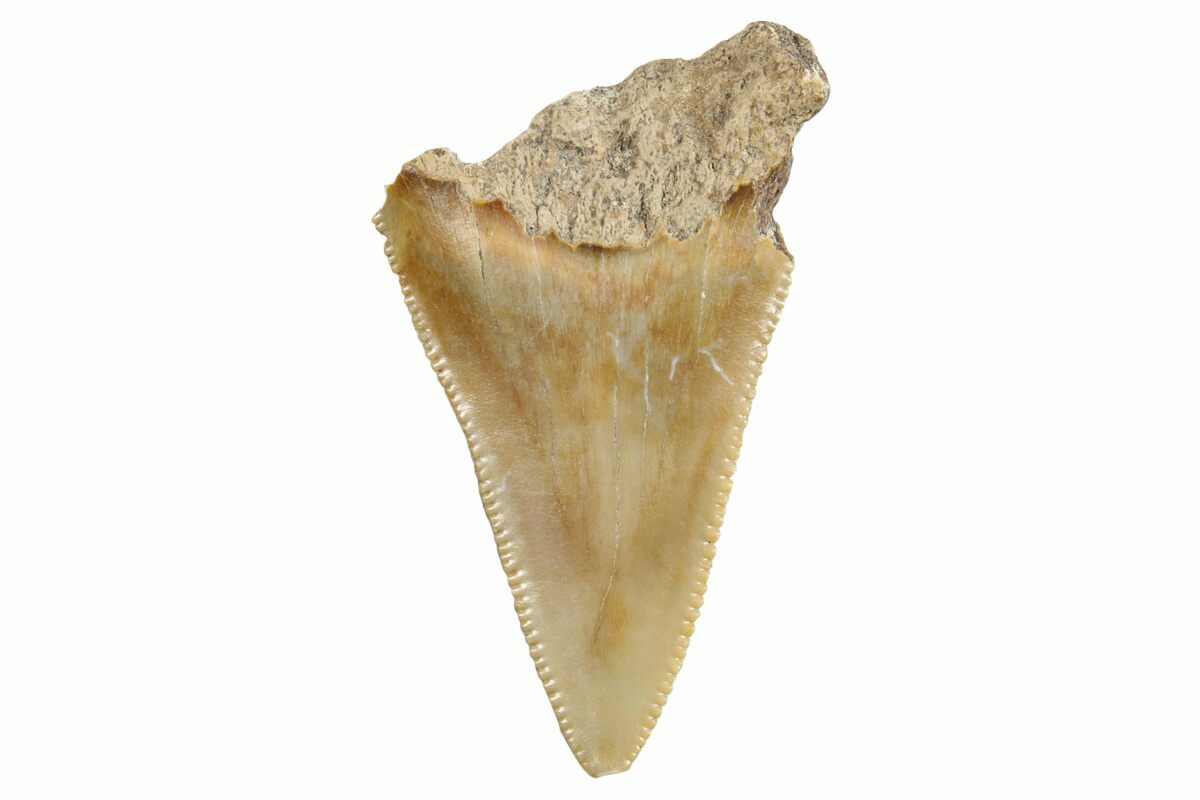 Bargain, 1.65" Serrated Angustidens Tooth - Megalodon Ancestor (#257694 ...