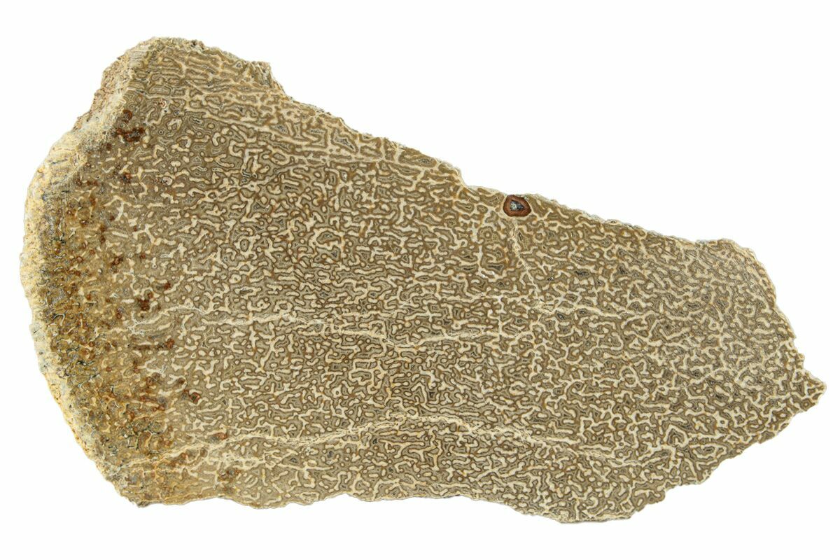 4" Polished Dinosaur Bone (Gembone) Slab - Morocco (#257974) For Sale ...