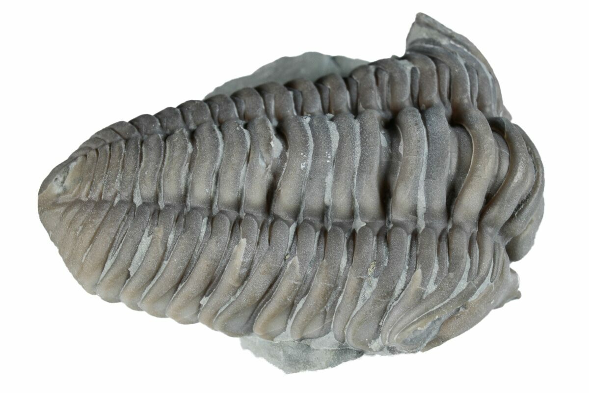 .74" Wide Curled Flexicalymene Trilobite - Mt. Orab, Ohio (#257802) For ...