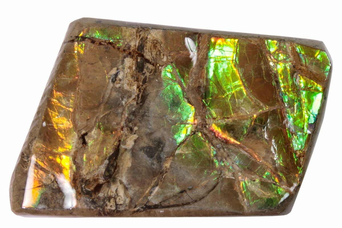 1.2" Iridescent Ammolite (Fossil Ammonite Shell) - Alberta (#258294 ...
