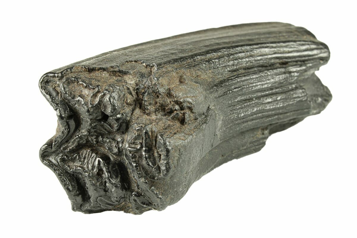 3" Pleistocene Aged Fossil Horse Tooth - South Carolina (#251124) For ...