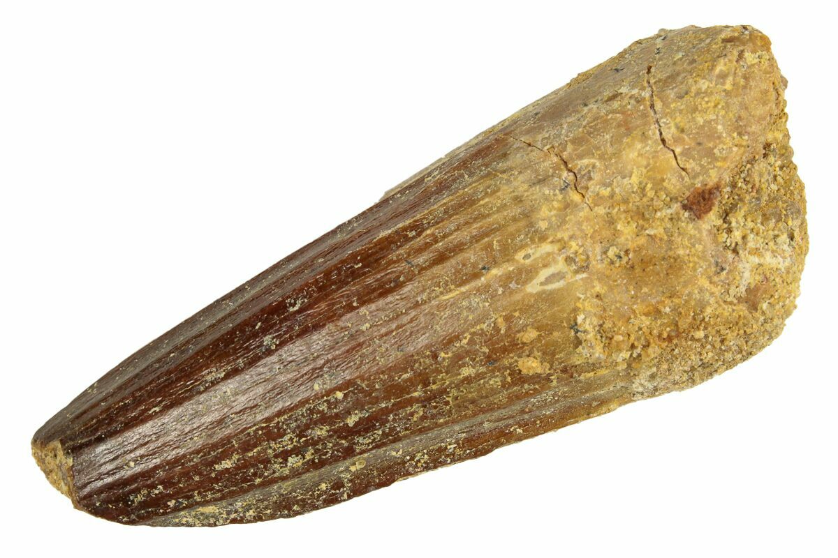 1.80" Fossil Spinosaurus Tooth - Real Dinosaur Tooth (#257473) For Sale ...