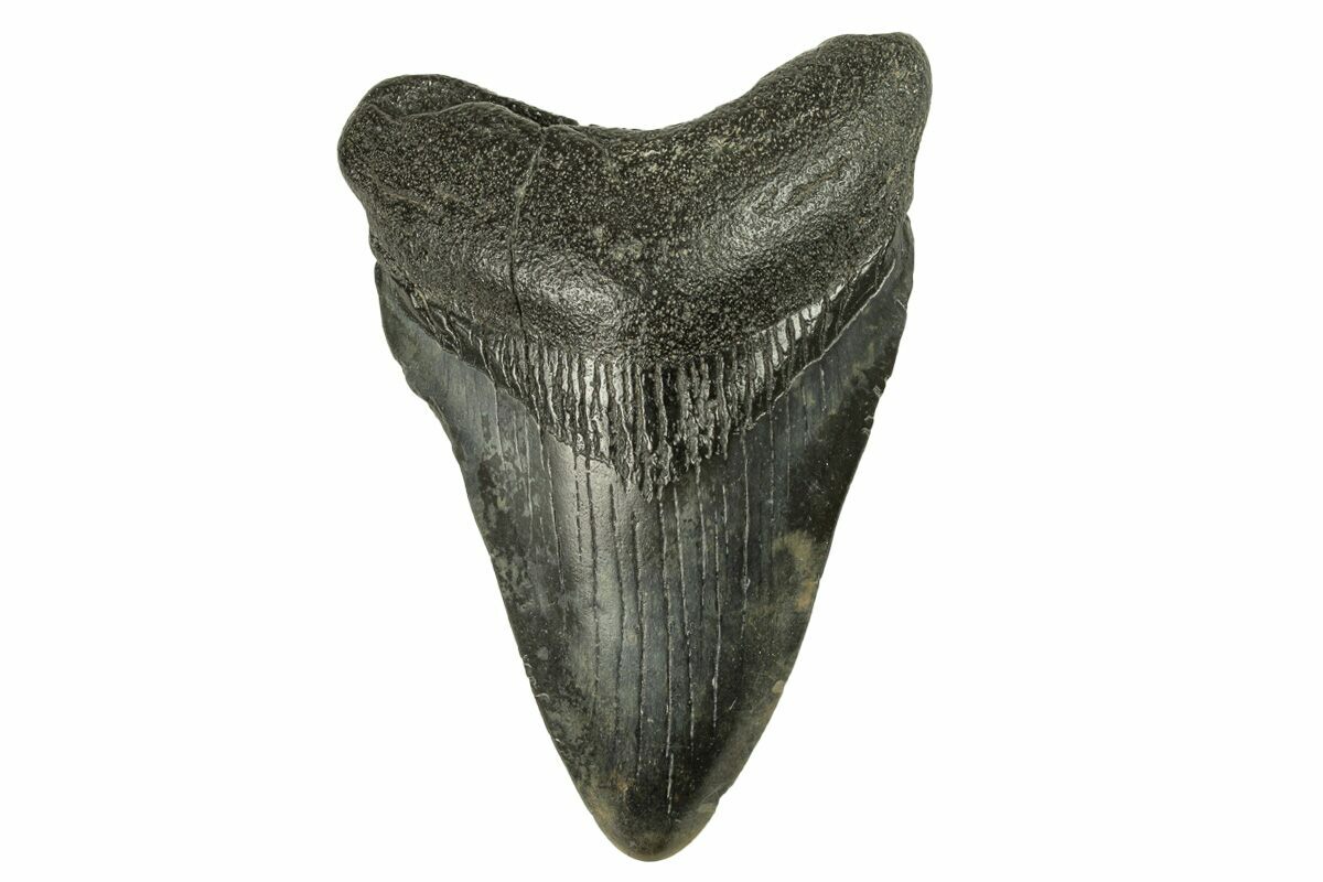 3.30" Fossil Megalodon Tooth - South Carolina (#258526) For Sale ...