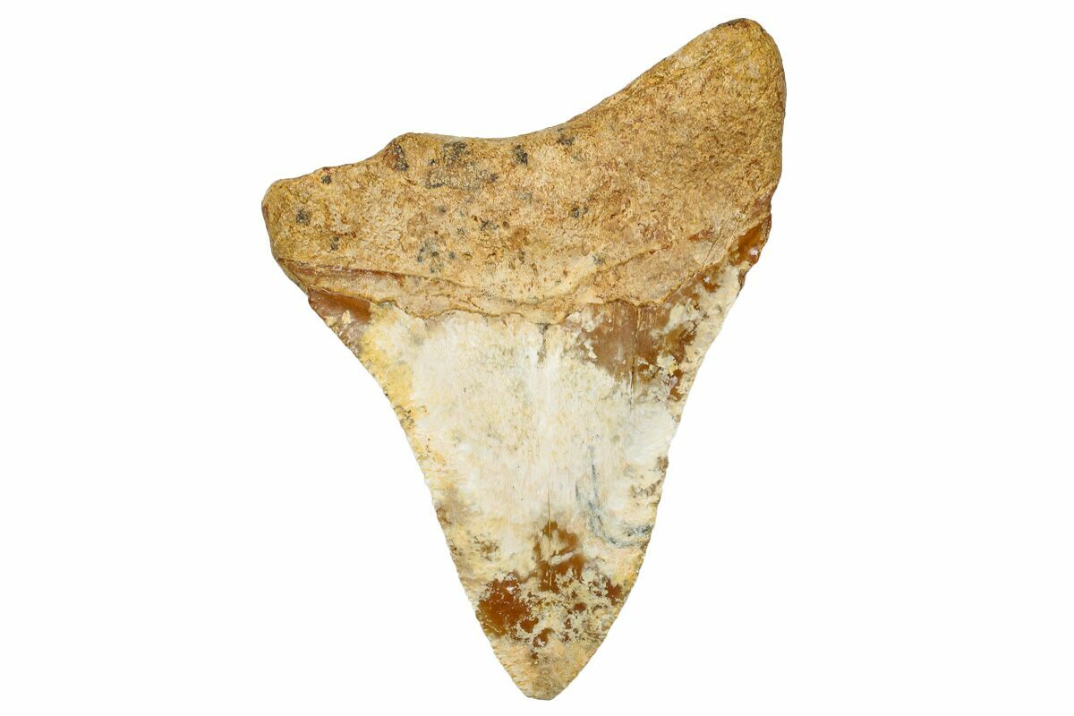2.94" Juvenile Fossil Megalodon Tooth From Angola - Unusual Location ...