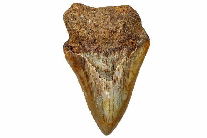 Serrated, 3.10" Fossil Megalodon Tooth From Angola - Unusual Location ...