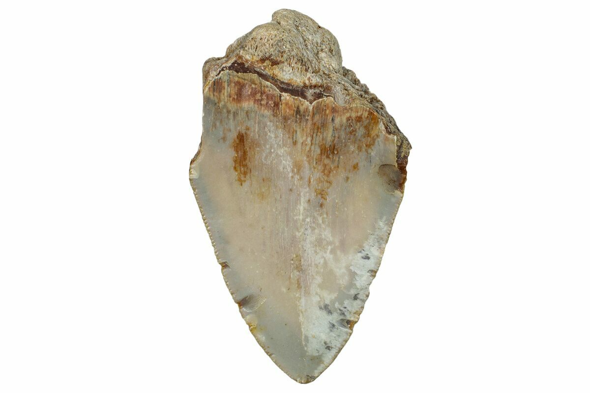 Bargain, 3.52" Fossil Megalodon Tooth From Angola - Unusual Location ...