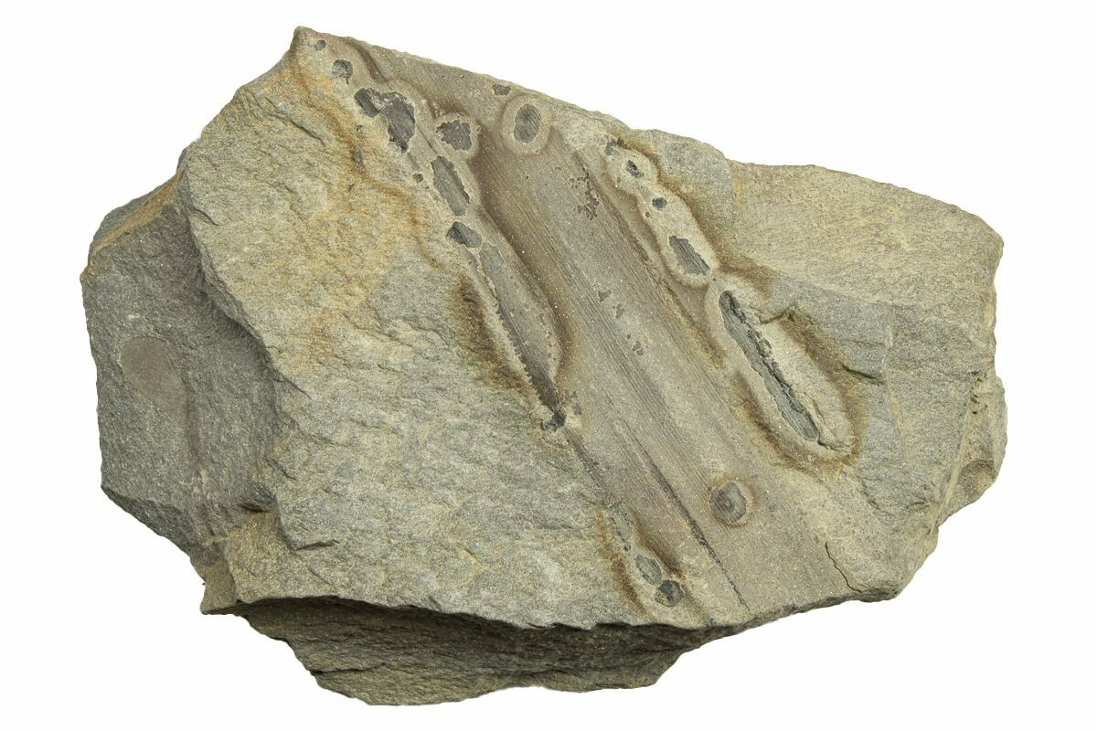 3.75" Pennsylvanian Horsetail (Calamites) Fossil - Kentucky (#258839 ...