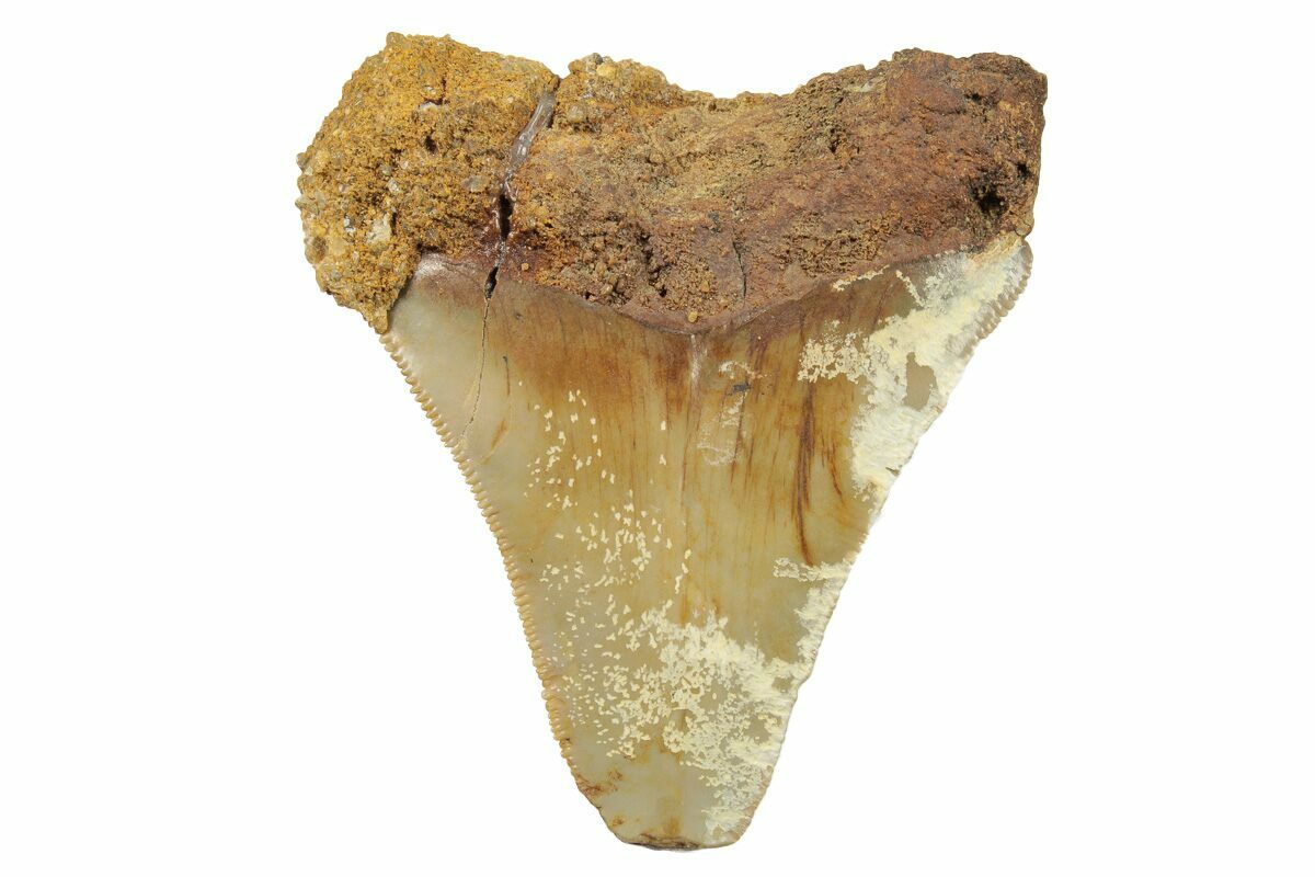 2.53" Juvenile Fossil Megalodon Tooth From Angola - Unusual Location ...