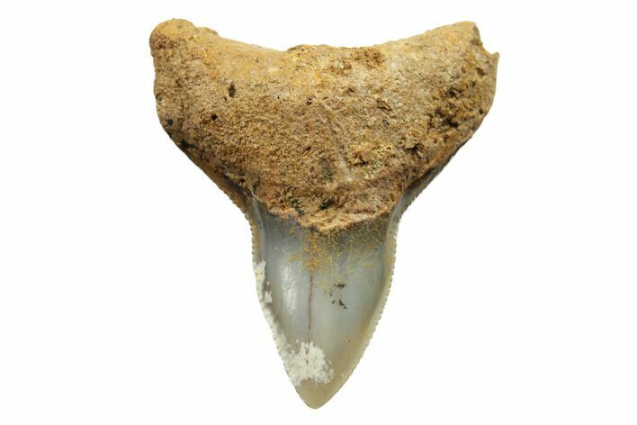 .83" Fossil Bull Shark Tooth (Carcharhinus) - Angola (#259495) For Sale ...