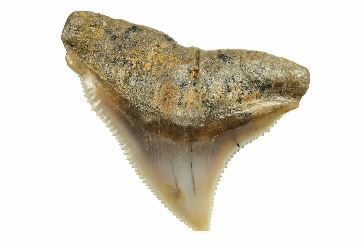 .90" Fossil Bull Shark Tooth (Carcharhinus) - Angola (#259498) For Sale ...