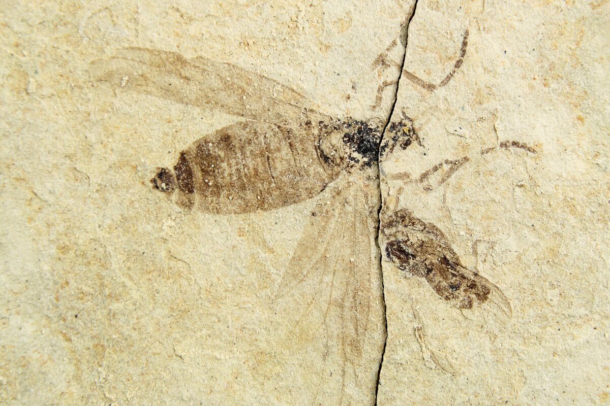 .55" Detailed Fossil Fly (Plecia) - France (#259838) For Sale ...