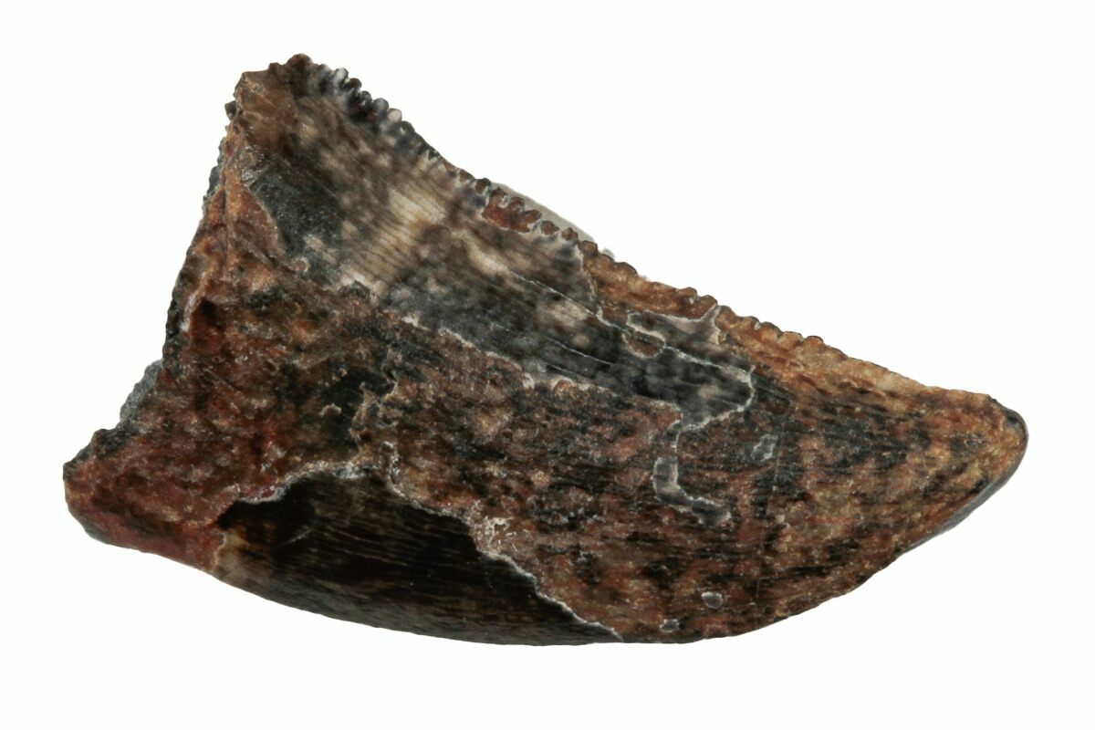 .62" Serrated, Juvenile Tyrannosaur Tooth - Judith River Formation ...
