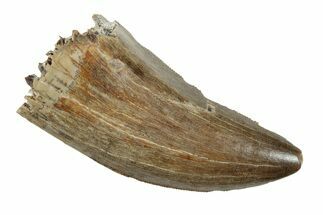2.12" Serrated Tyrannosaur Tooth - Judith River Formation (#227823) For ...