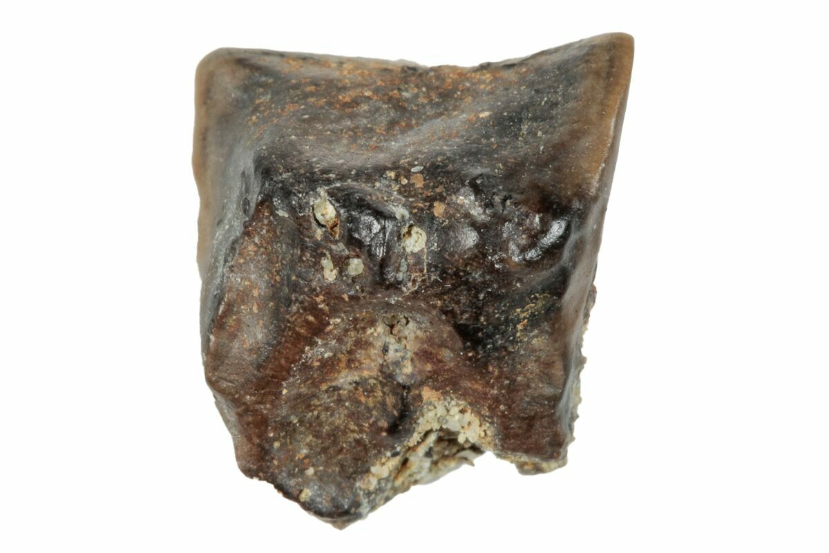 .42" Fossil Hadrosaur (Duck-Billed Dinosaur) Shed Tooth - Montana ...
