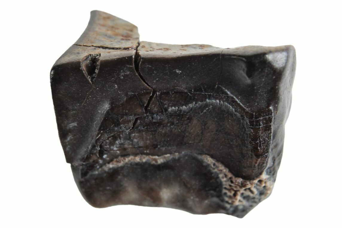 .39" Fossil Hadrosaur (Duck-Billed Dinosaur) Shed Tooth - Montana ...